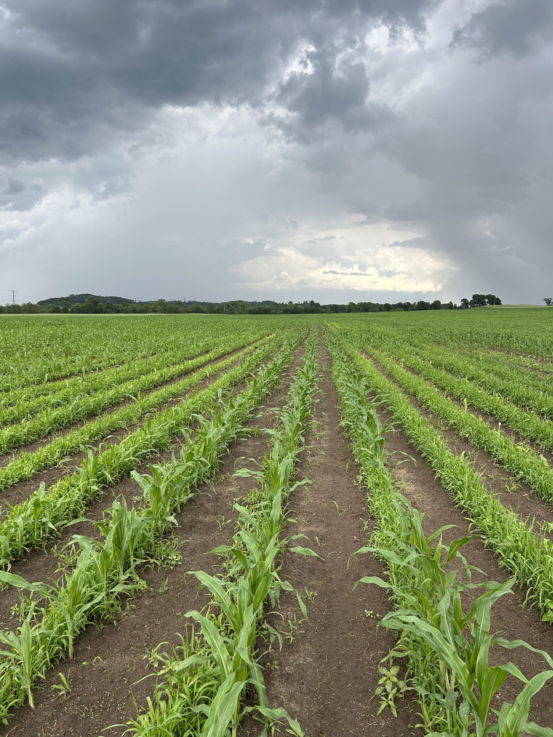 Current Research – Zhu-Barker Soil Biogeochemistry Lab – UW–Madison